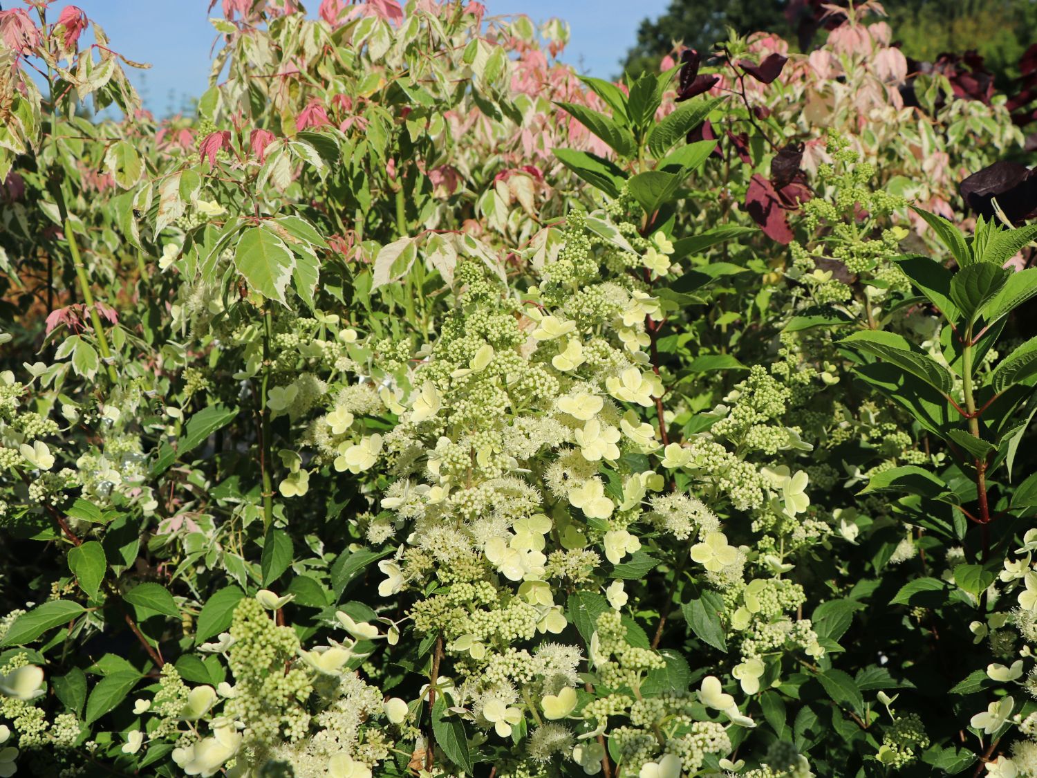 Rispenhortensie 'Magical Himalaya' - Hydrangea paniculata 'Magical ...
