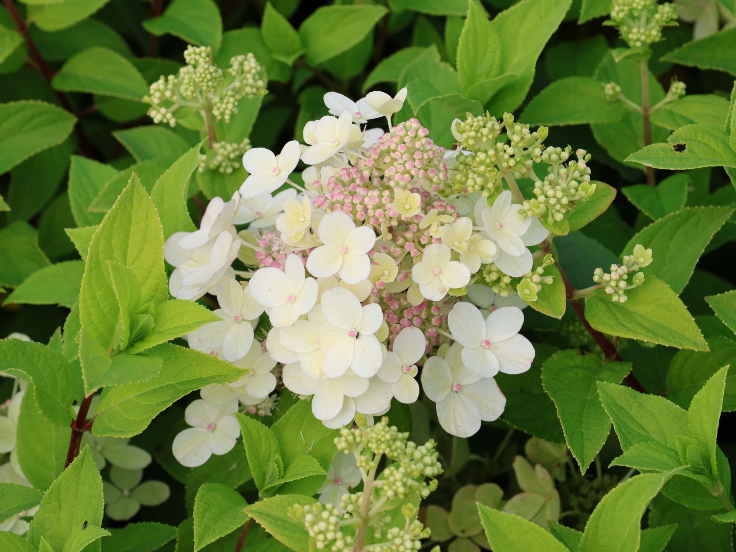 Rispenhortensie 'Panflora' - Hydrangea paniculata 'Panflora ...