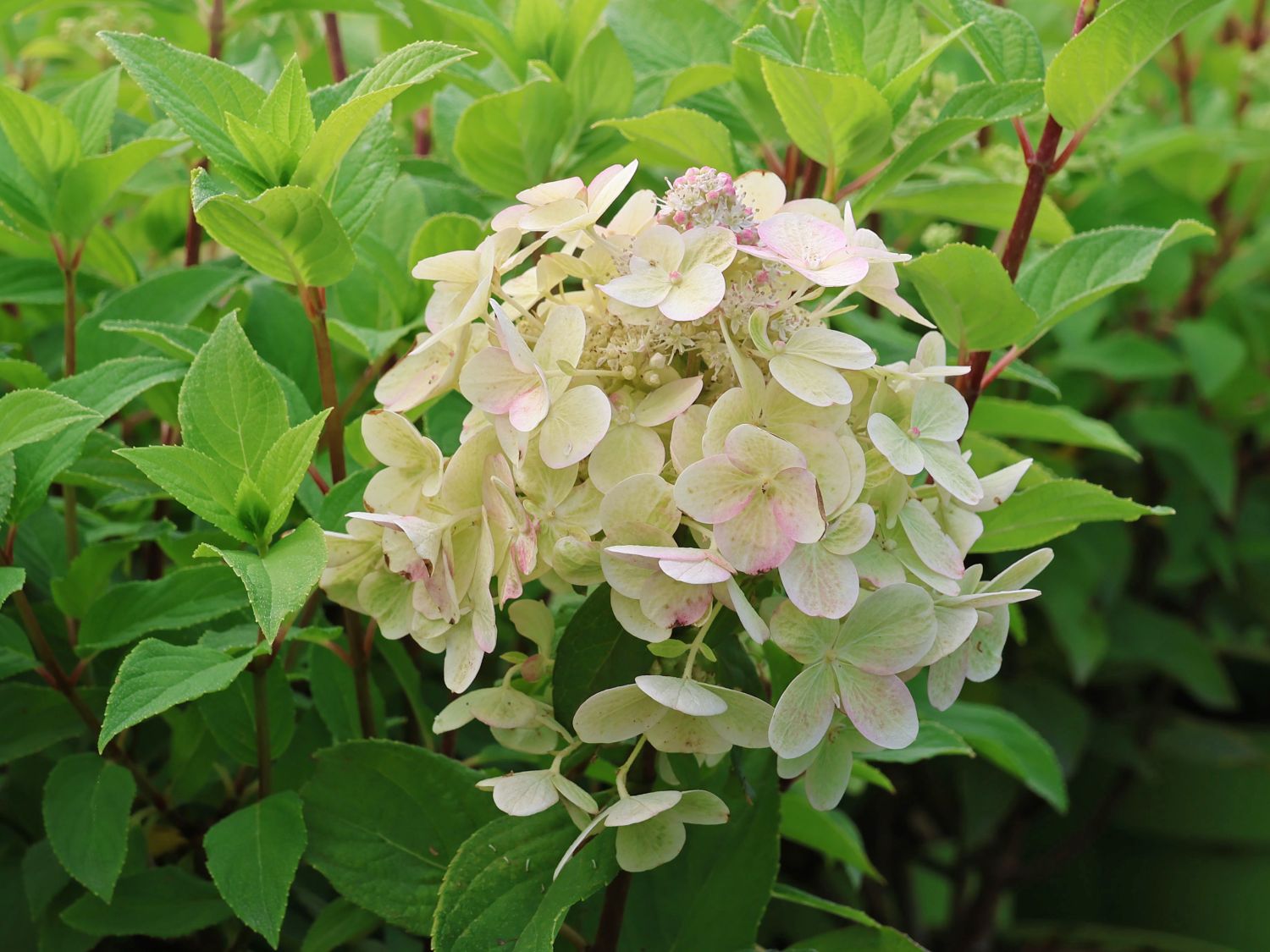Rispenhortensie 'Panflora' - Hydrangea paniculata 'Panflora ...