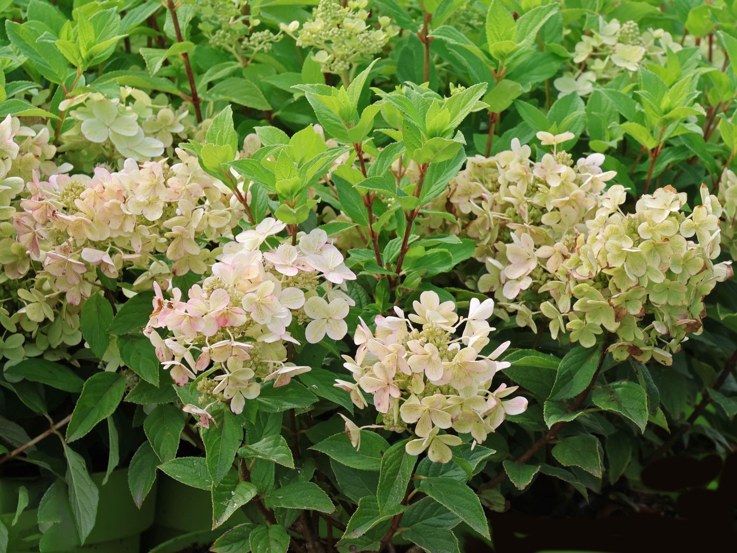 Rispenhortensie 'Panflora' - Hydrangea paniculata 'Panflora ...