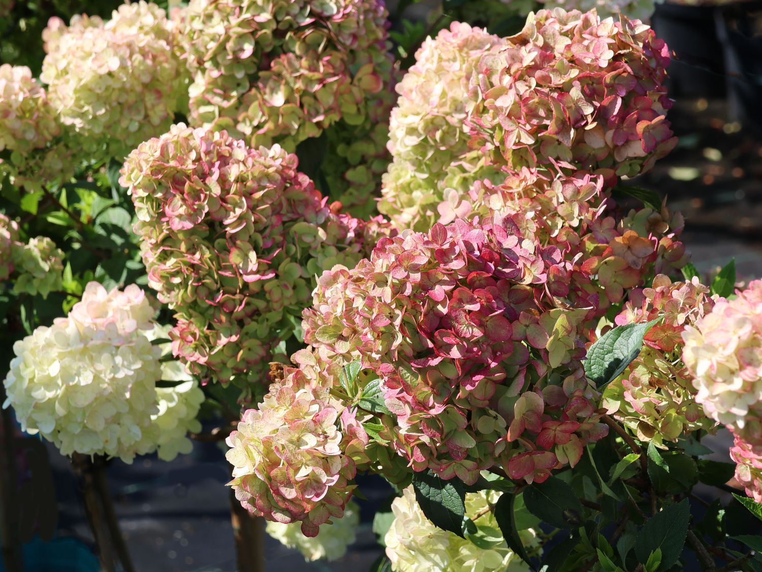 Rispenhortensie PETITE ® 'Cherry' - Hydrangea paniculata PETITE ® 'Cherry' - Baumschule Horstmann