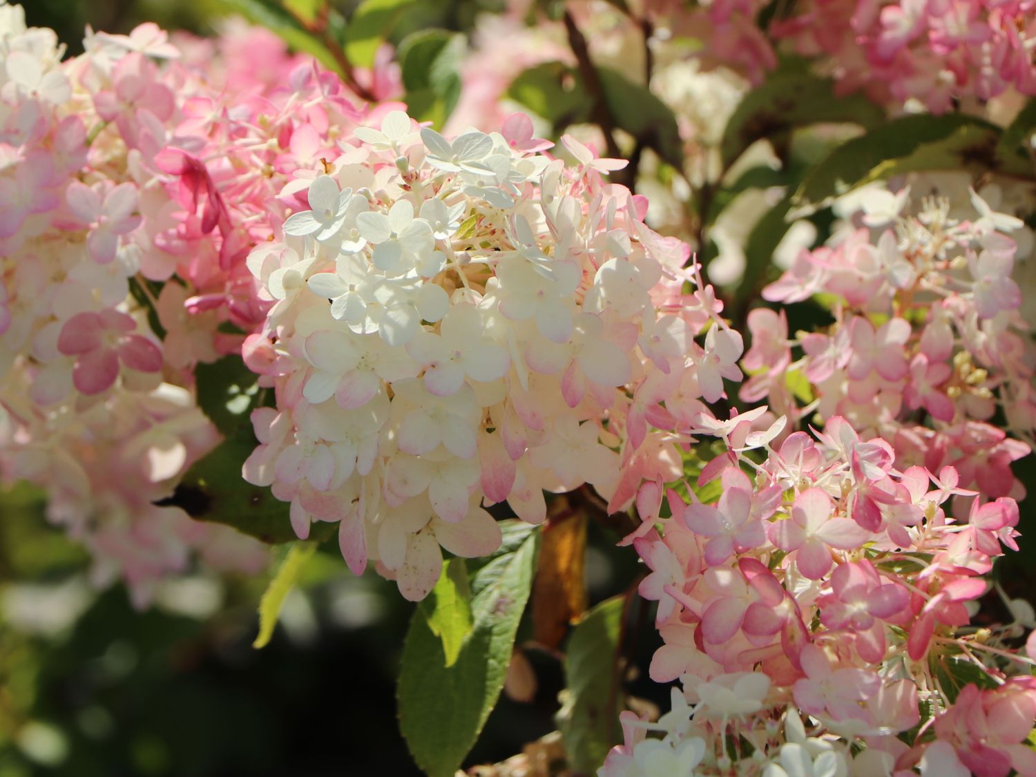 Rispenhortensie PROVEN WINNERS ® 'Pinkachu'® - Hydrangea paniculata ...
