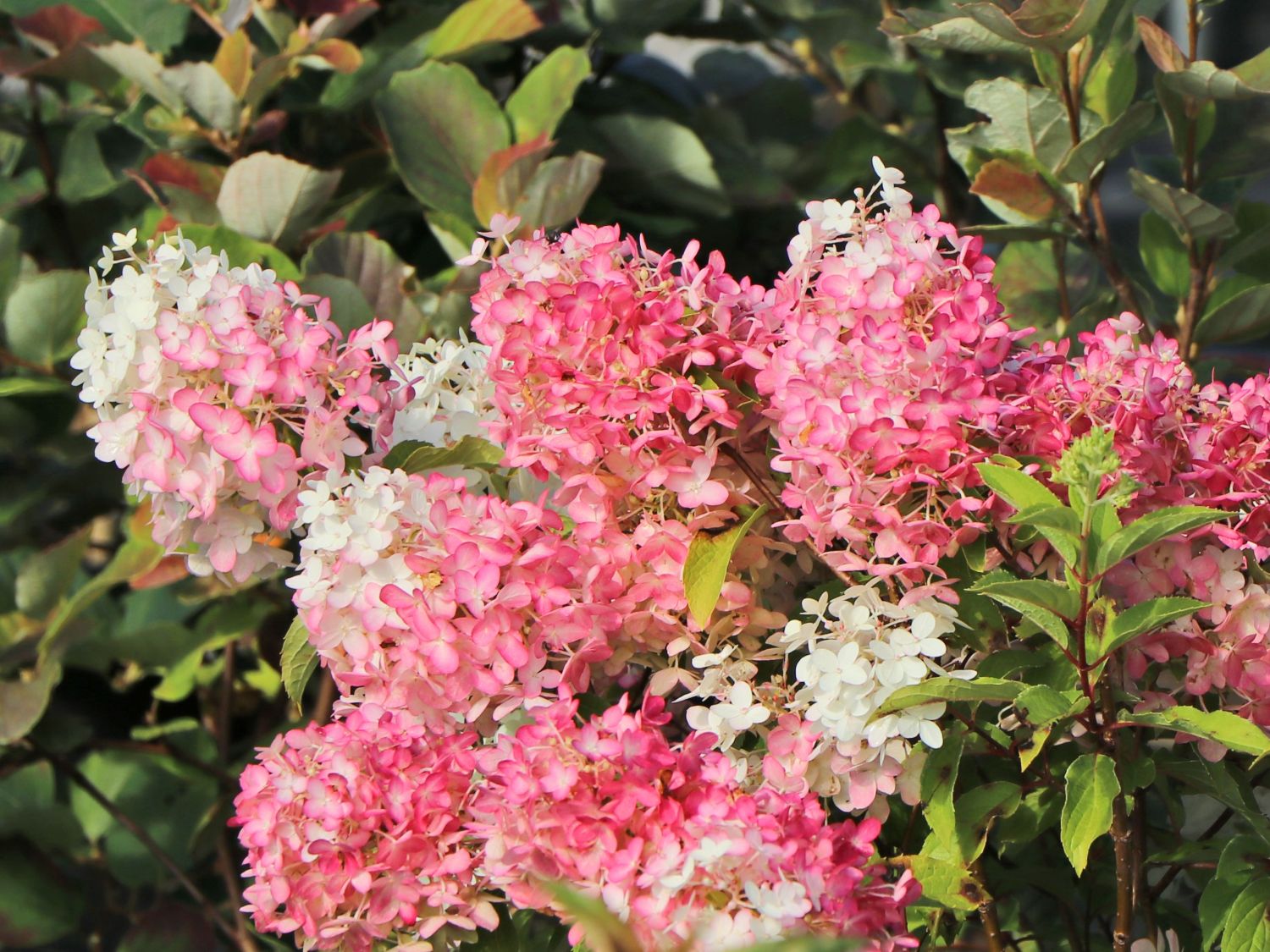 Rispenhortensie PROVEN WINNERS ® 'Pinkachu'® - Hydrangea paniculata ...