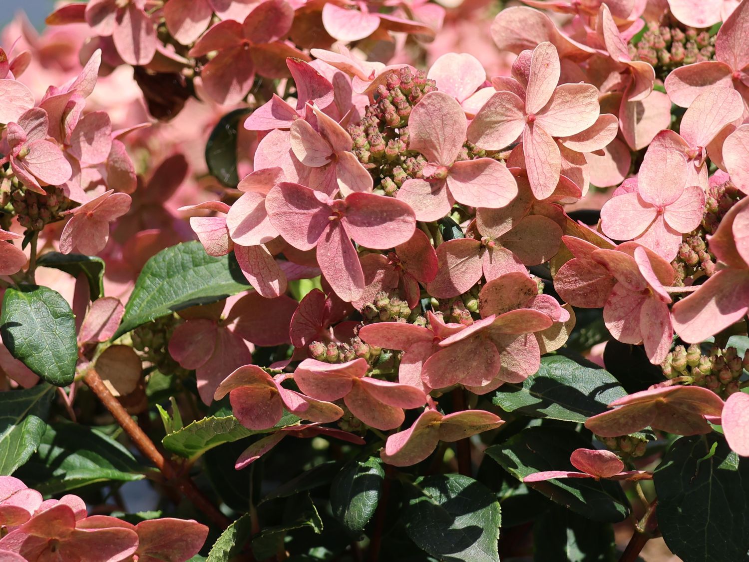 Rispenhortensie (S)witch ® 'Ophelia' - Hydrangea paniculata (S)witch ...