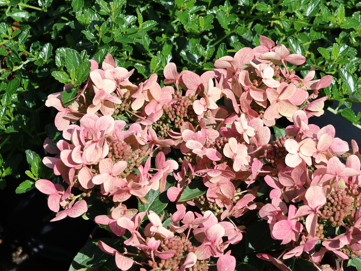 Rispenhortensie (S)witch ® 'Ophelia' - Hydrangea paniculata (S)witch ...