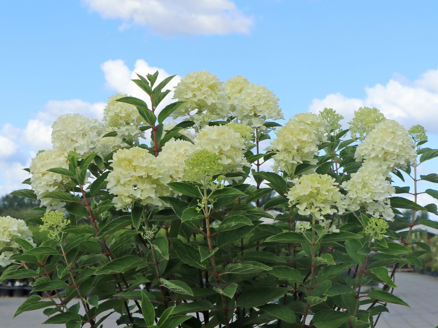 Rispenhortensie 'Whitelight' ® - Hydrangea paniculata 'Whitelight ...