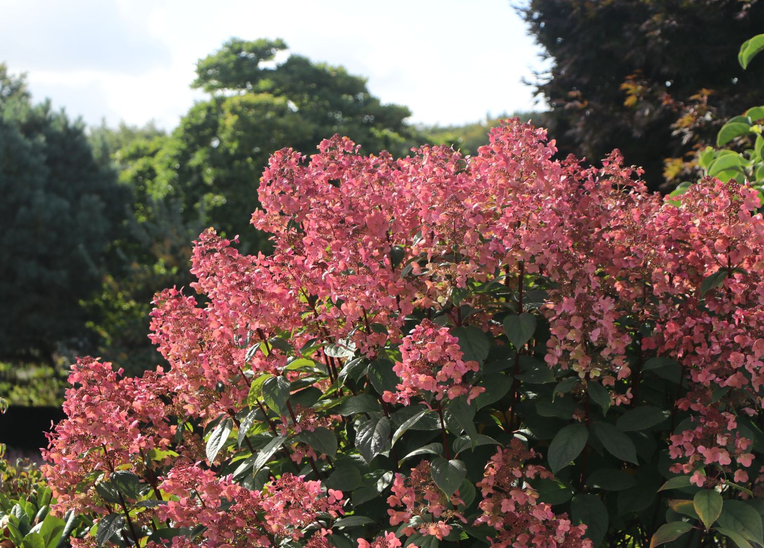 Rispenhortensie 'Wims Red' - Hydrangea paniculata 'Wims Red ...