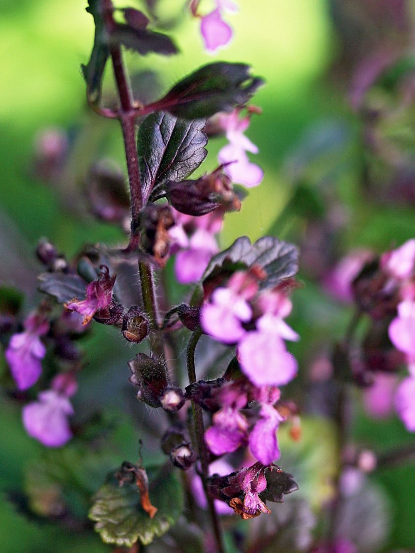 Rosa Edel-Gamander (Teucrium chamaedrys) für Deinen Garten!