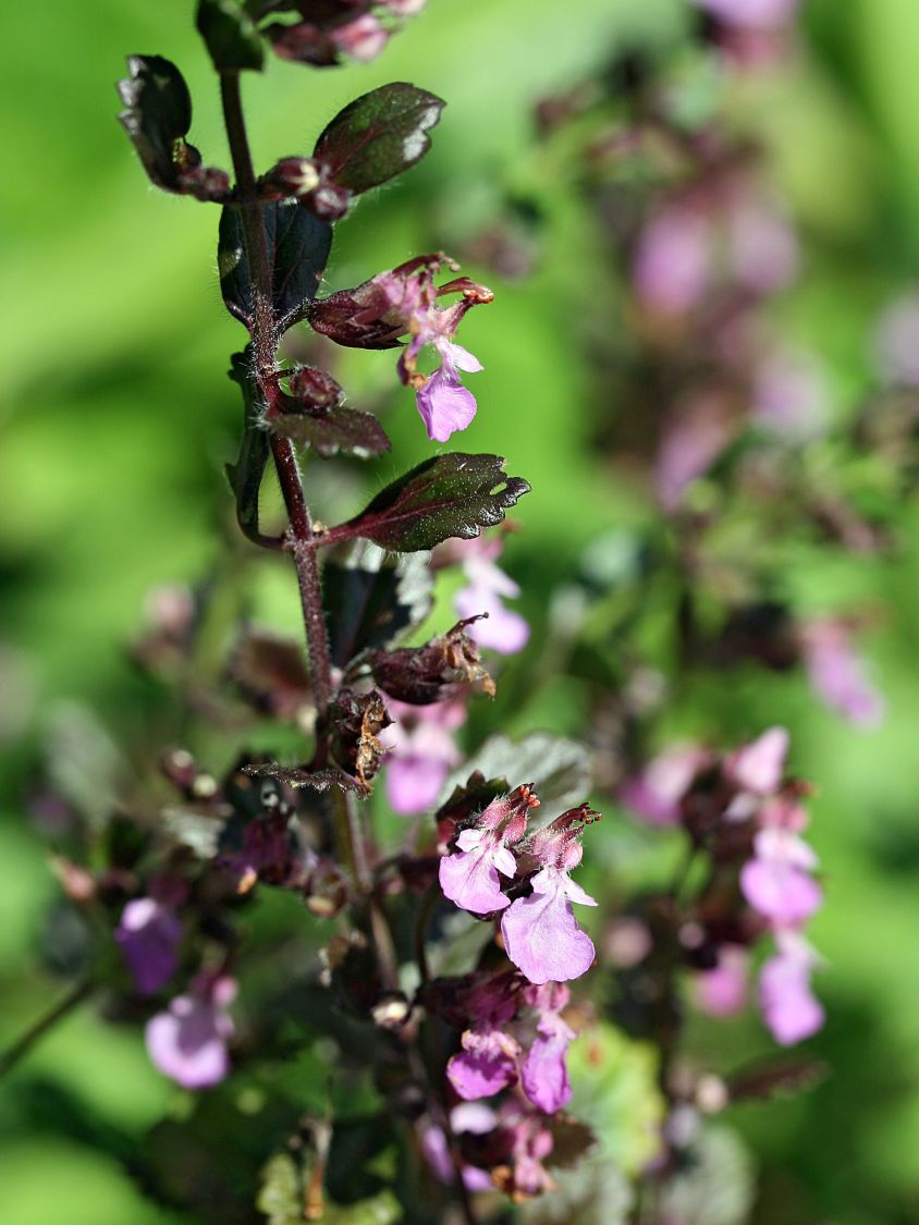 Rosa Edel-Gamander (Teucrium chamaedrys) für Deinen Garten!