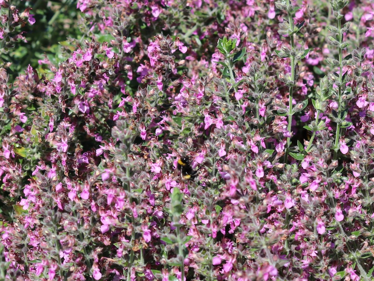 Rosa Edel-Gamander (Teucrium chamaedrys) für Deinen Garten!