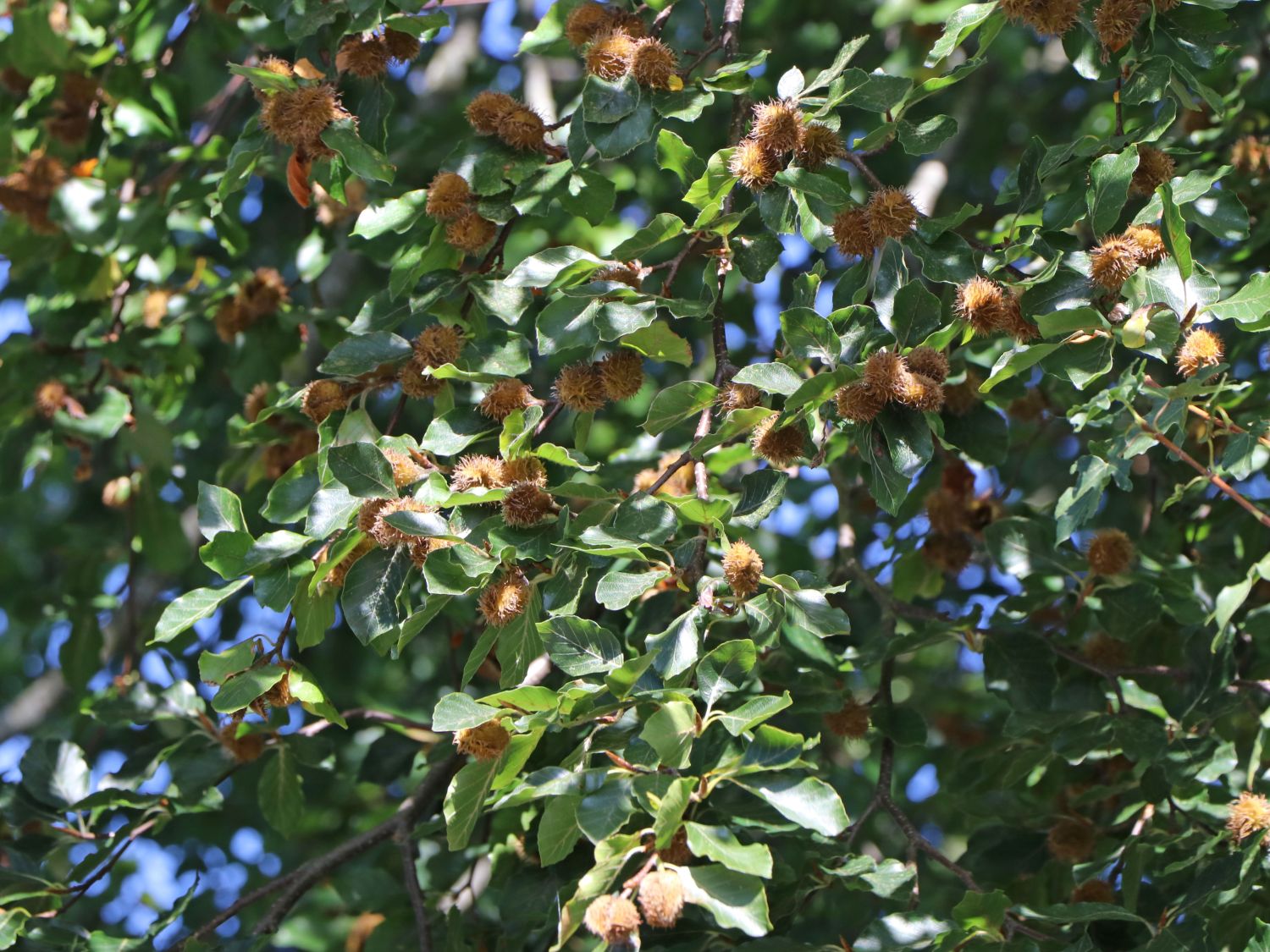 Rotbuche - Fagus sylvatica - Baumschule Horstmann