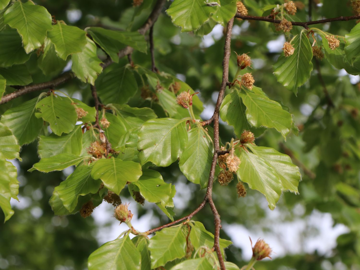 Rotbuche - Fagus sylvatica - Baumschule Horstmann