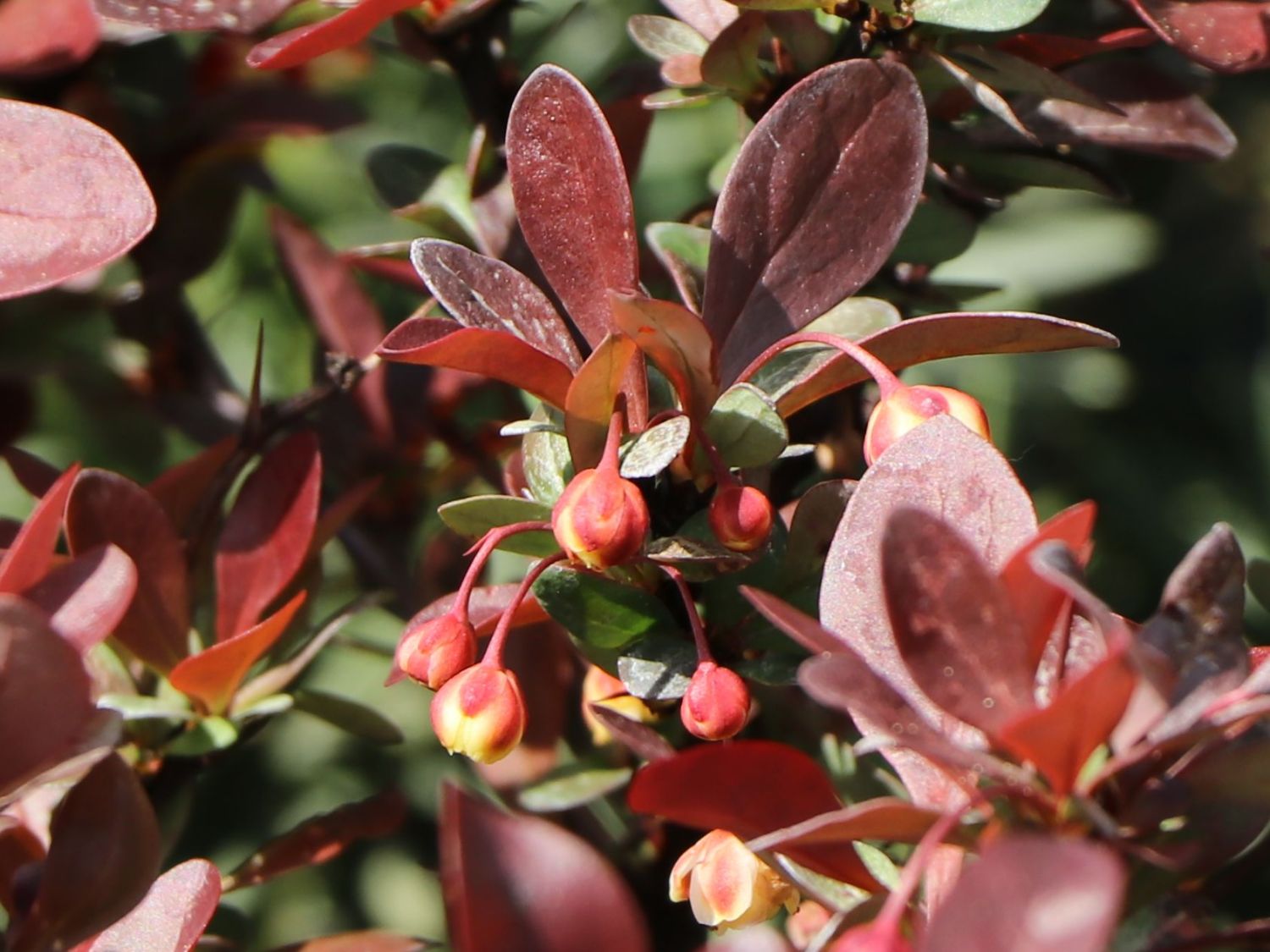Rote Zwergberberitze / Kleine Blutberberitze 'Atropurpurea Nana ...