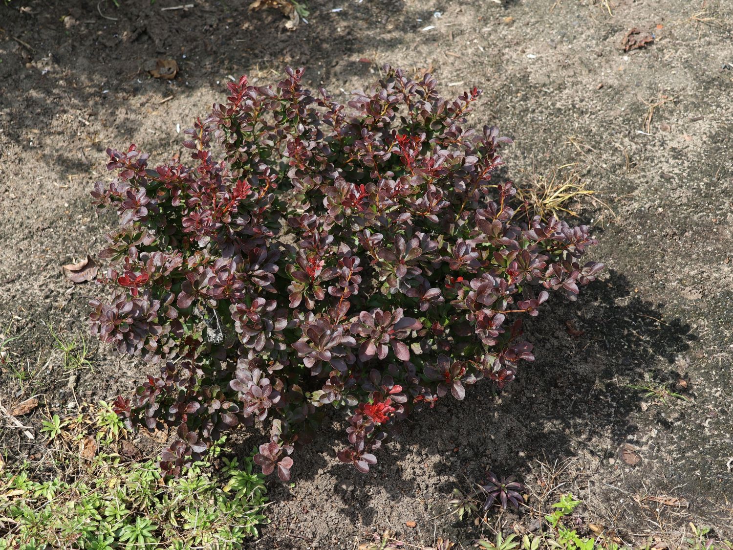 Rote Zwergberberitze / Kleine Blutberberitze 'Atropurpurea Nana ...