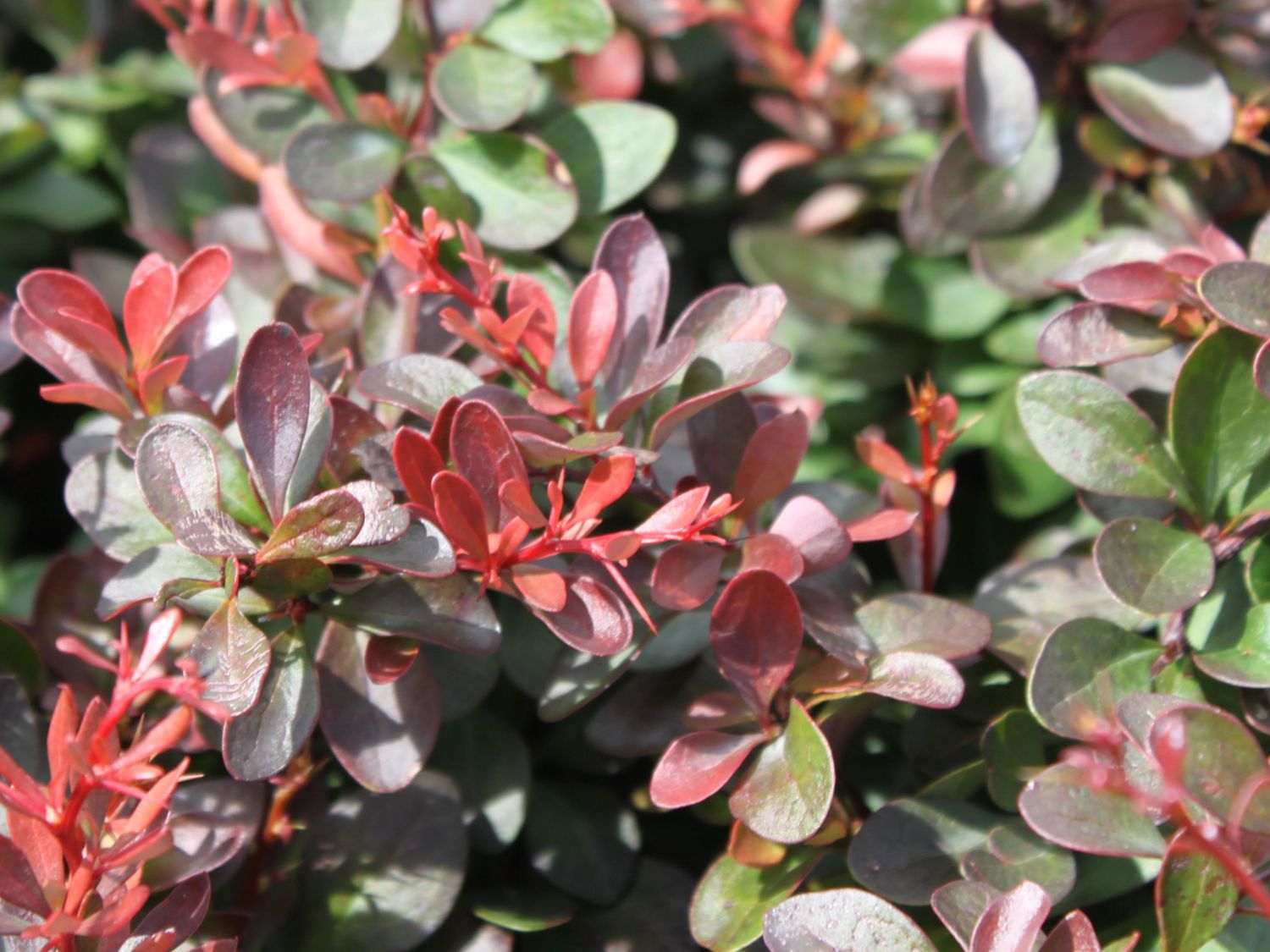 Rote Zwergberberitze / Kleine Blutberberitze 'Atropurpurea Nana ...