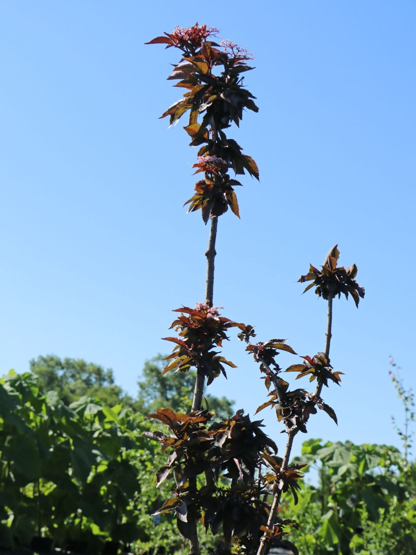 Rotlaubiger Säulen-Holunder 'Black Tower' - Sambucus nigra 'Black Tower ...