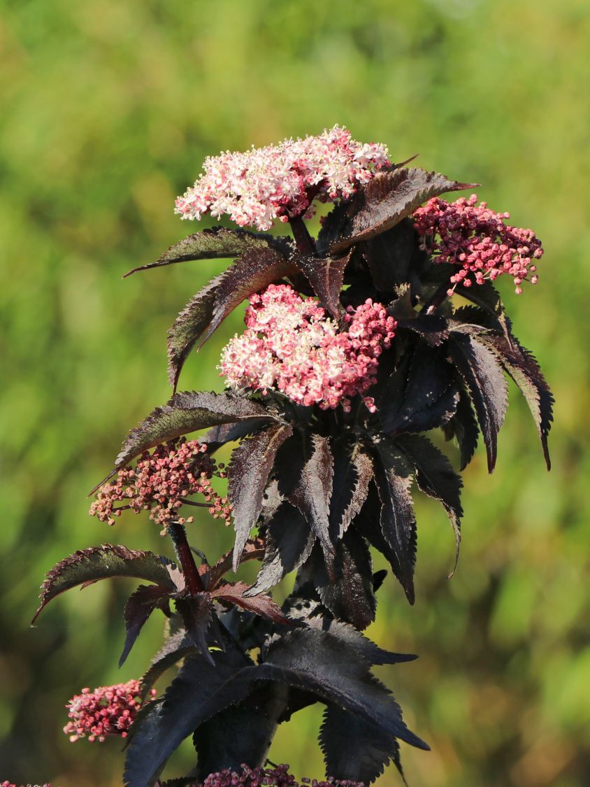 Rotlaubiger Säulen-Holunder 'Black Tower' - Sambucus nigra 'Black Tower ...