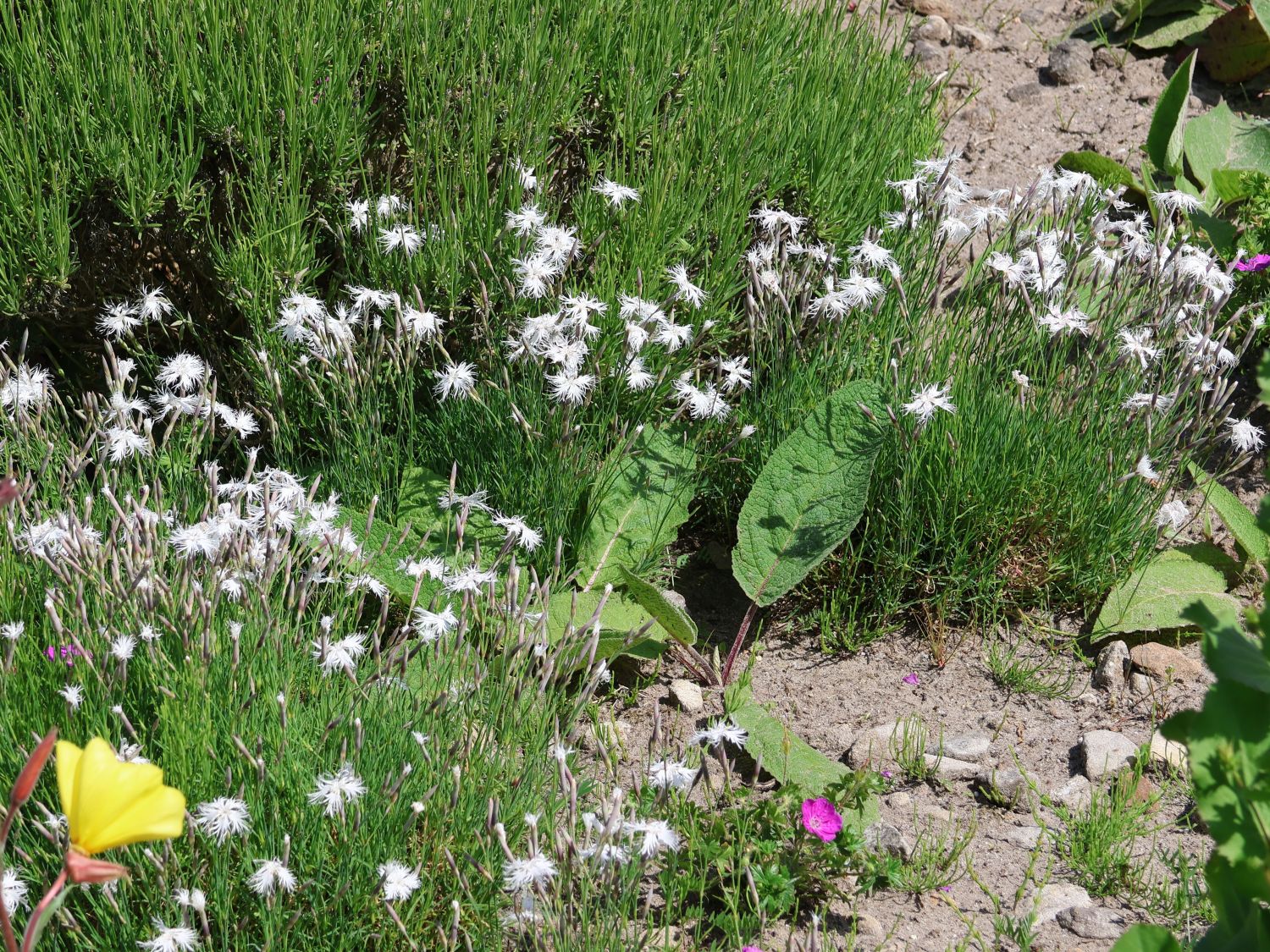 Sand-Nelke (Dianthus arenarius) - perfekte Stauden & Ratgeber