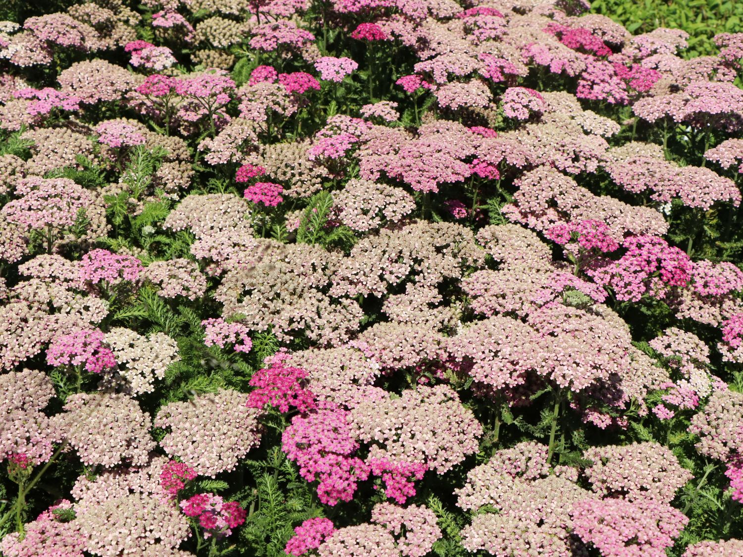 Schafgarbe 'Milly Rock Rose' - Schönste Stauden & Expertenwissen