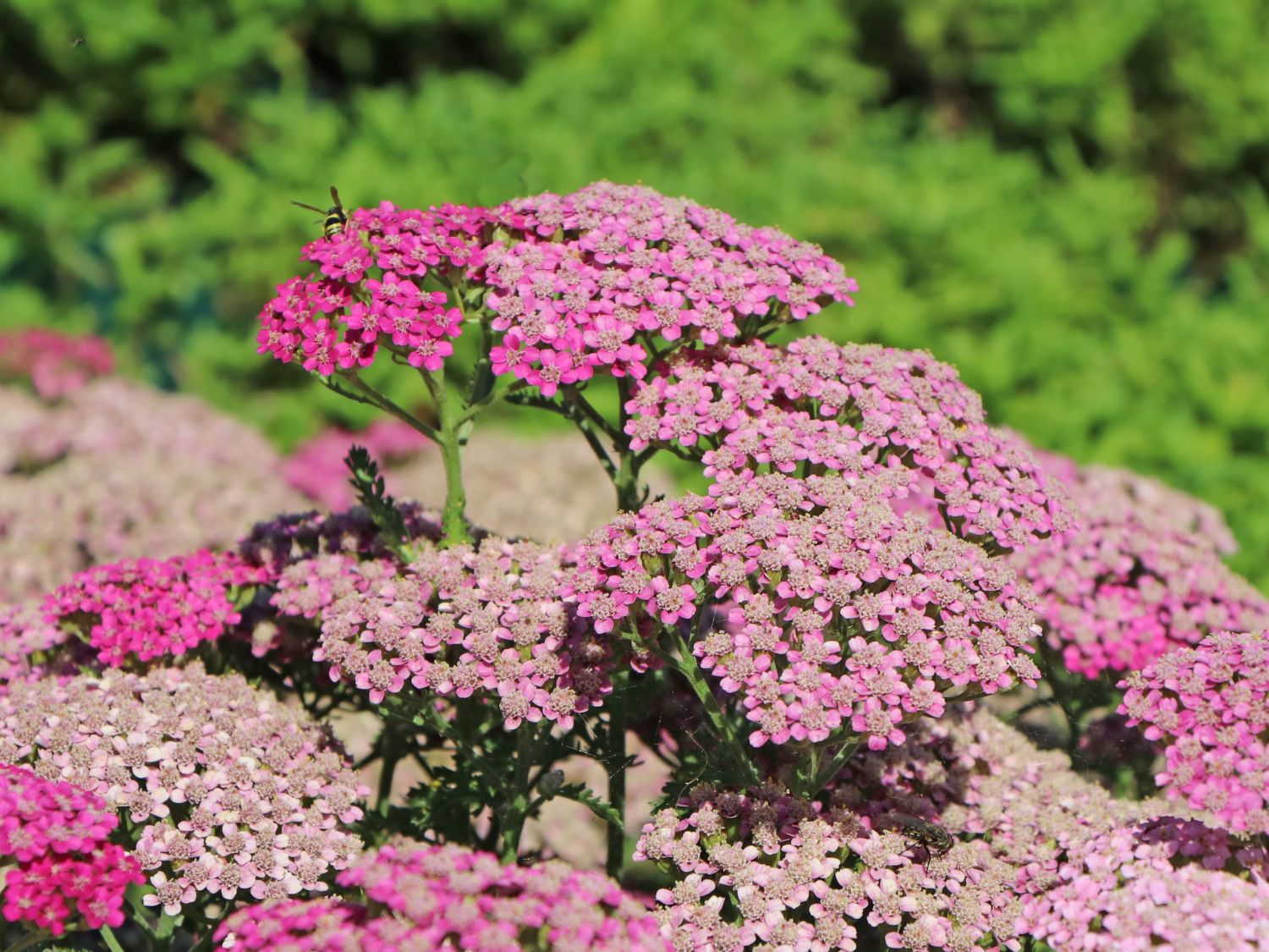 Schafgarbe 'Milly Rock Rose' - Schönste Stauden & Expertenwissen