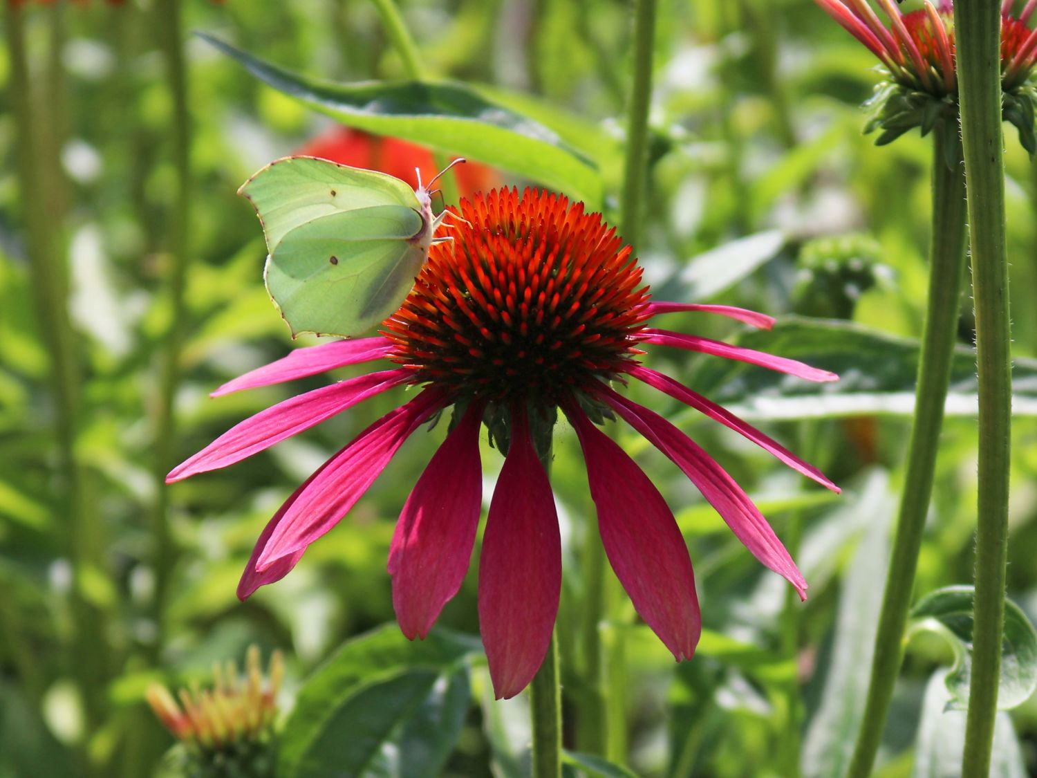 Scheinsonnenhut 'Cheyenne Spirit' - Beste Sorten & Stauden-Wissen
