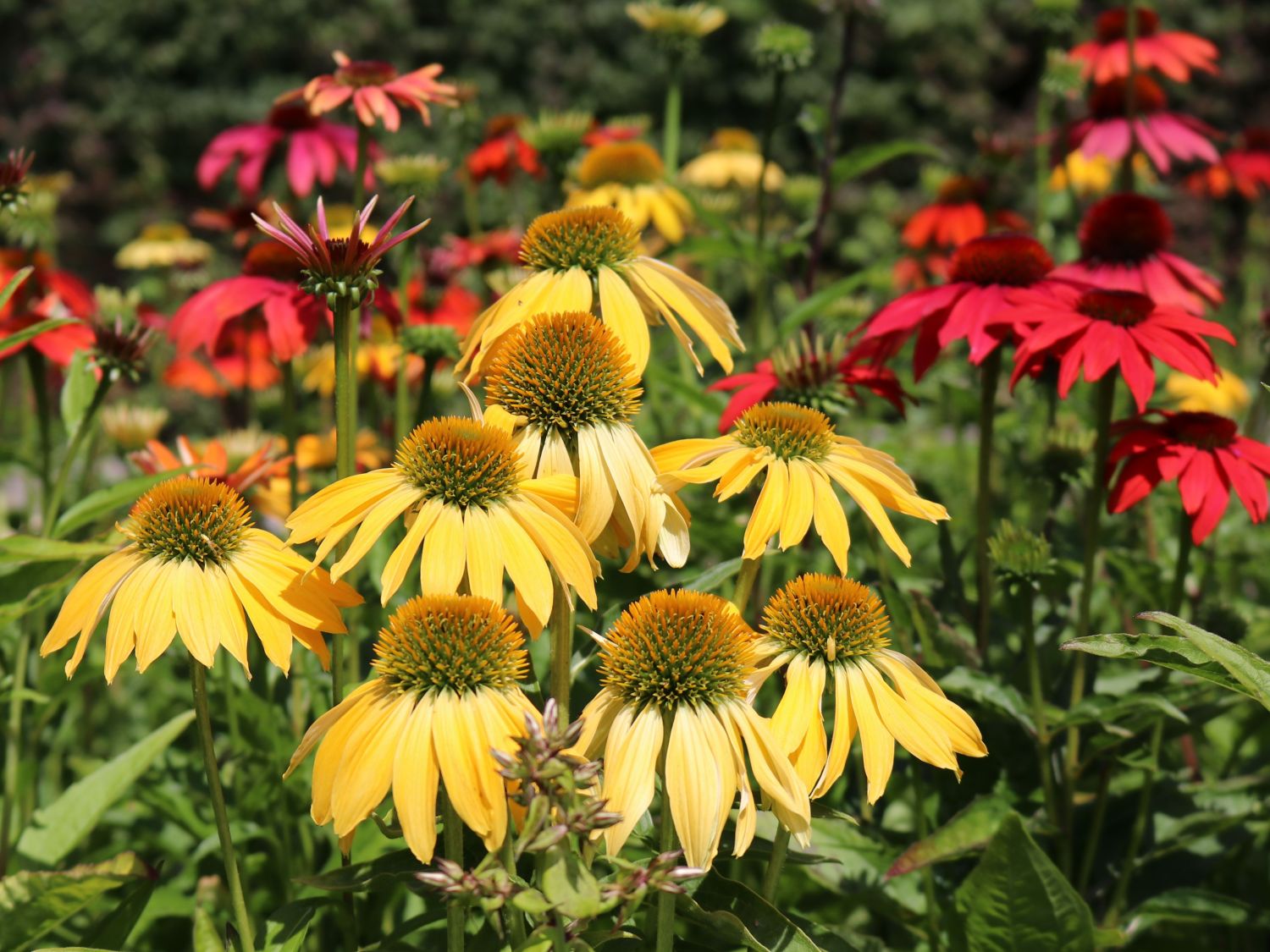 Scheinsonnenhut 'Cheyenne Spirit' - Beste Sorten & Stauden-Wissen