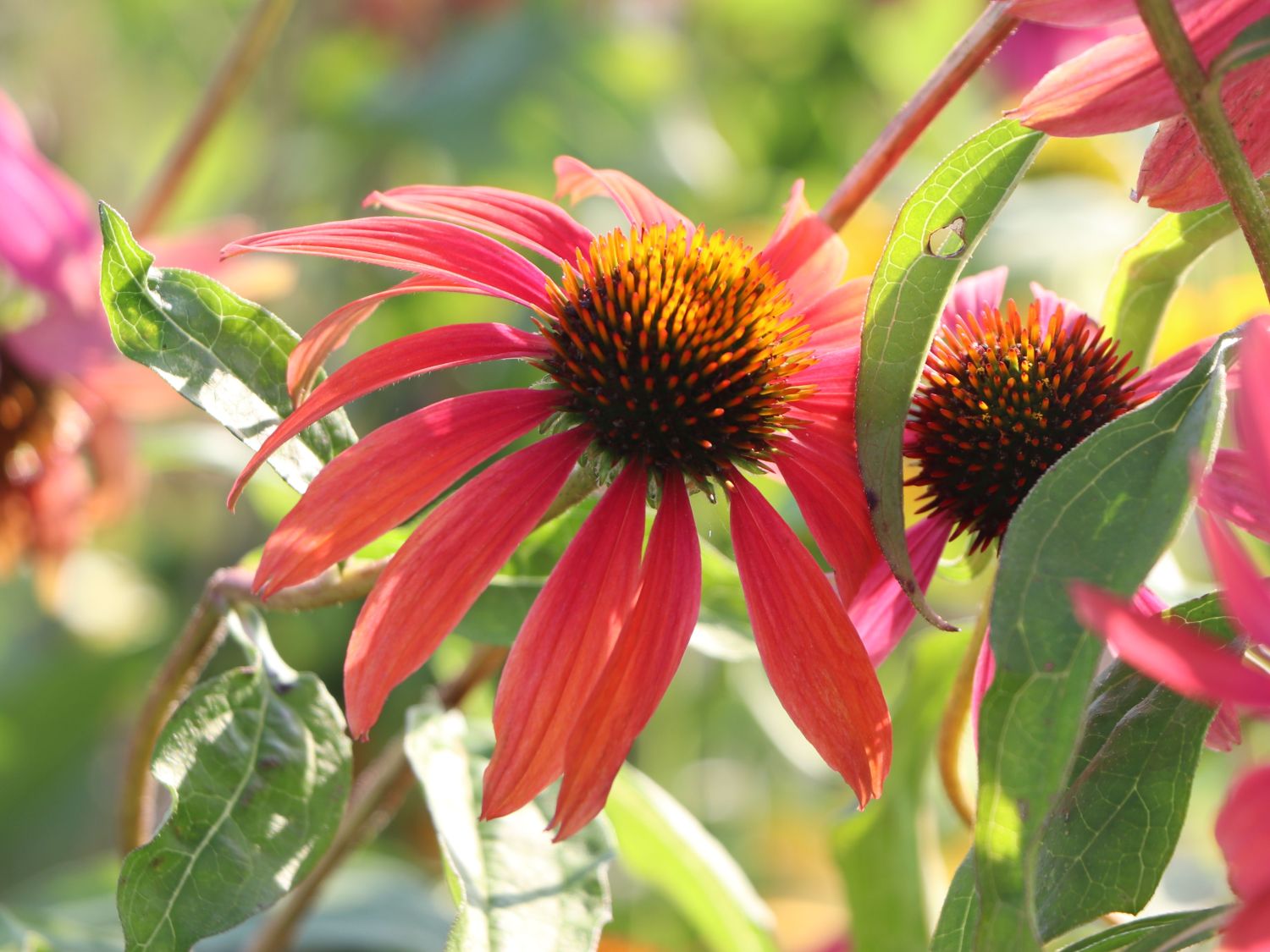 Scheinsonnenhut 'Cheyenne Spirit' - Beste Sorten & Stauden-Wissen