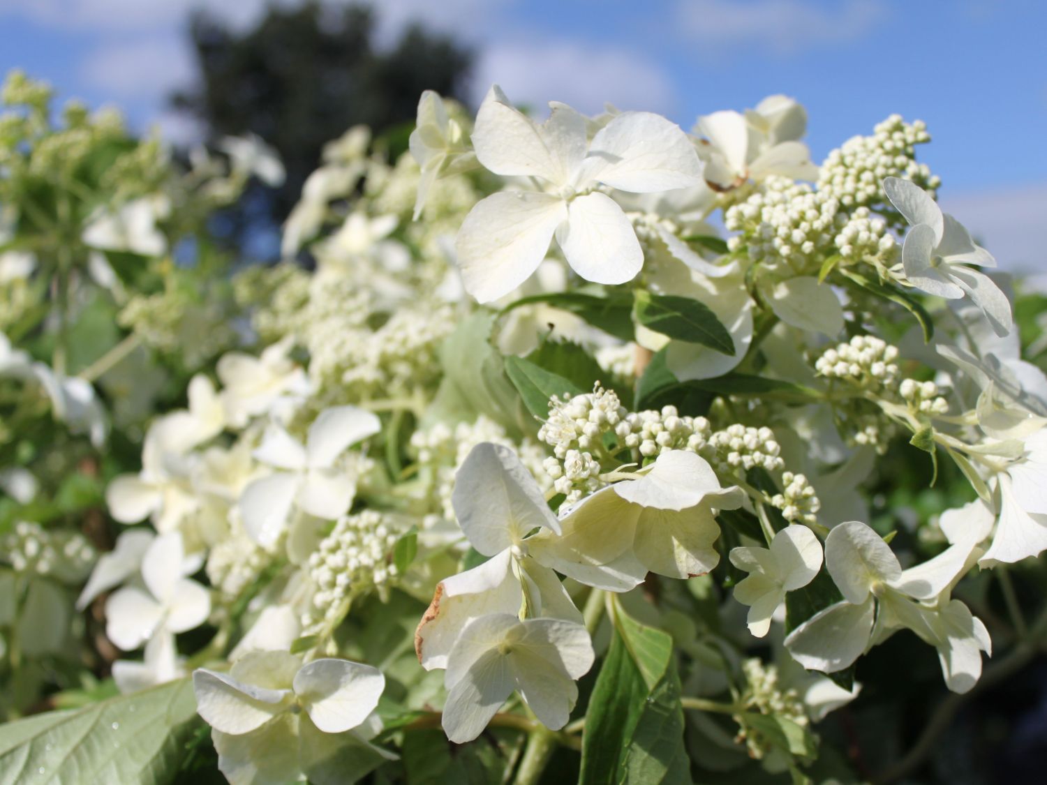 Schmetterlings-Hortensie 'Hydrangea Butterfly' ® - Hydrangea paniculata 'Hydrangea Butterfly ...