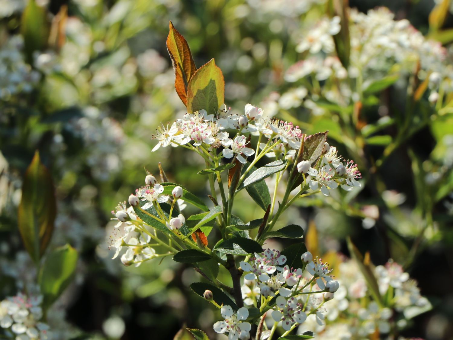 Schwarze Apfelbeere 'Autumn Magic' - Aronia melanocarpa 'Autumn Magic ...