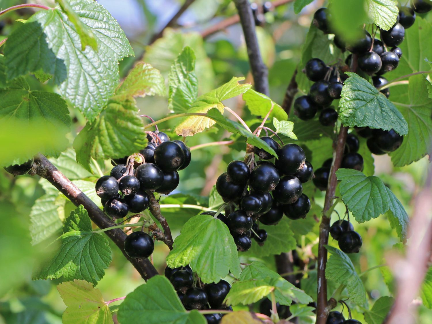 Schwarze Johannisbeeren - Baumschule Horstmann
