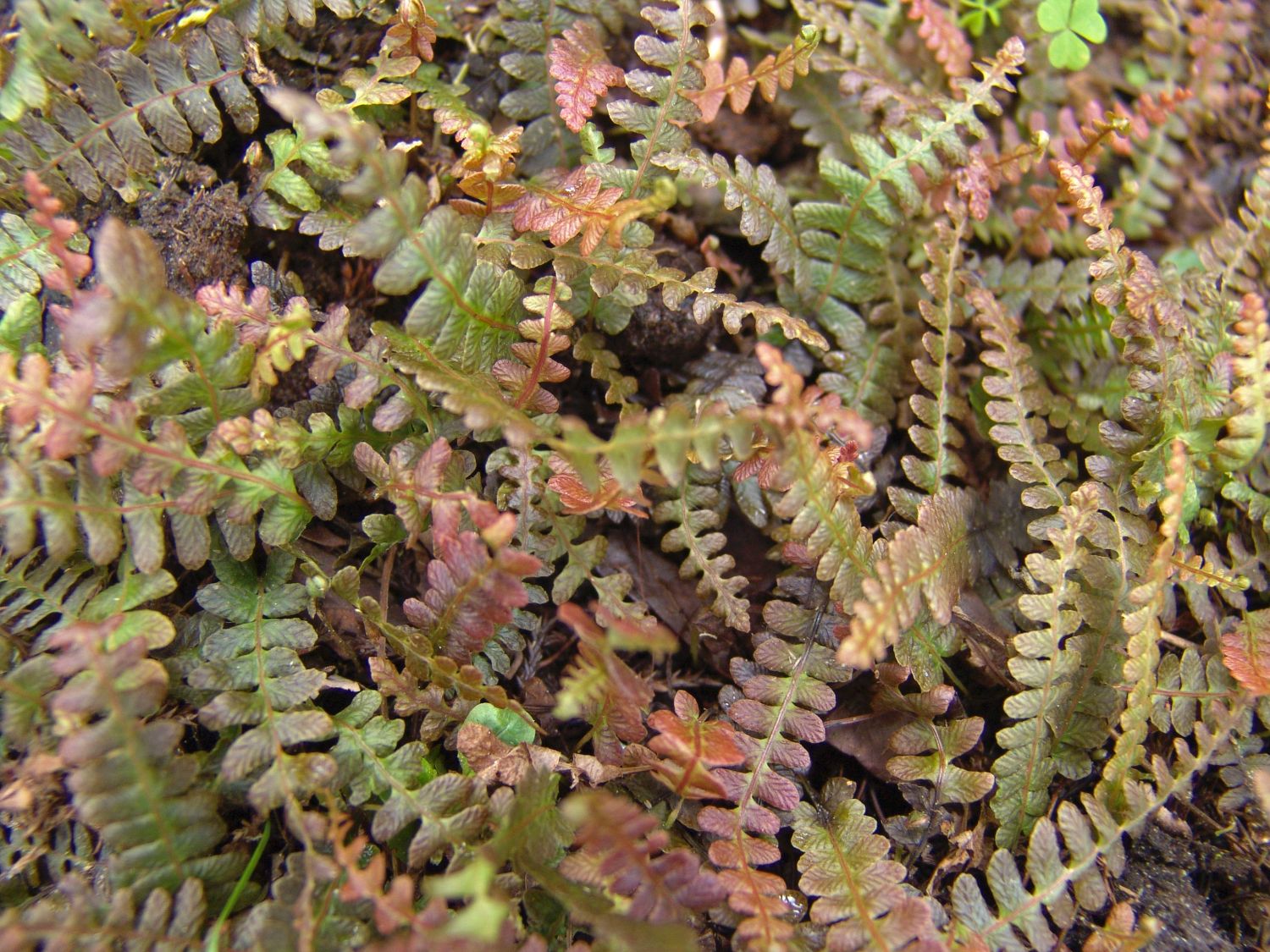 Seefeder Rippenfarn (Blechnum penna-marina) für Deinen Garten!