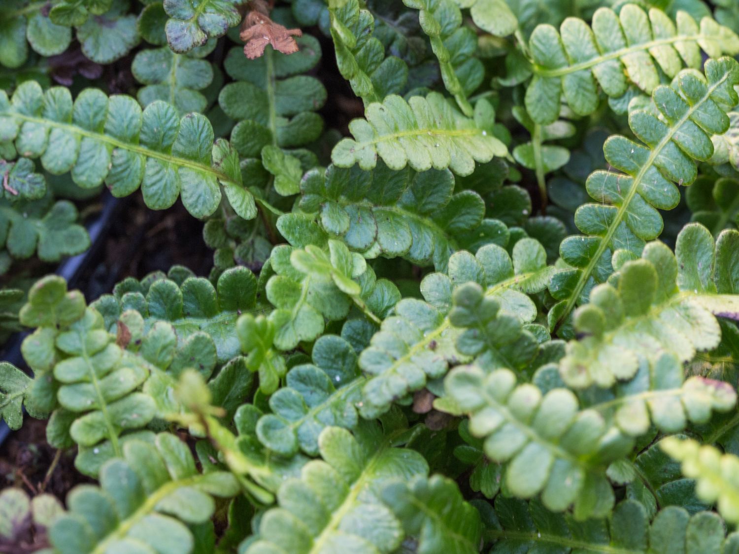 Seefeder Rippenfarn (Blechnum penna-marina) für Deinen Garten!
