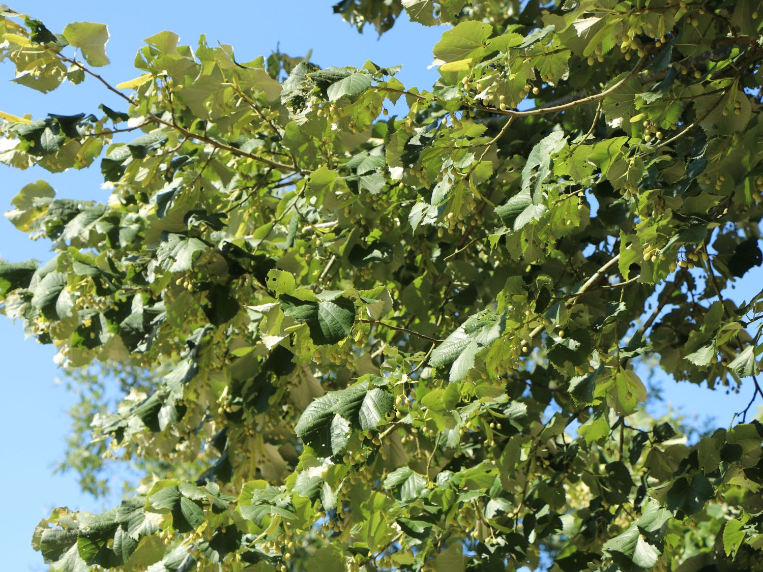 Silber-Linde - Tilia tomentosa - Baumschule Horstmann