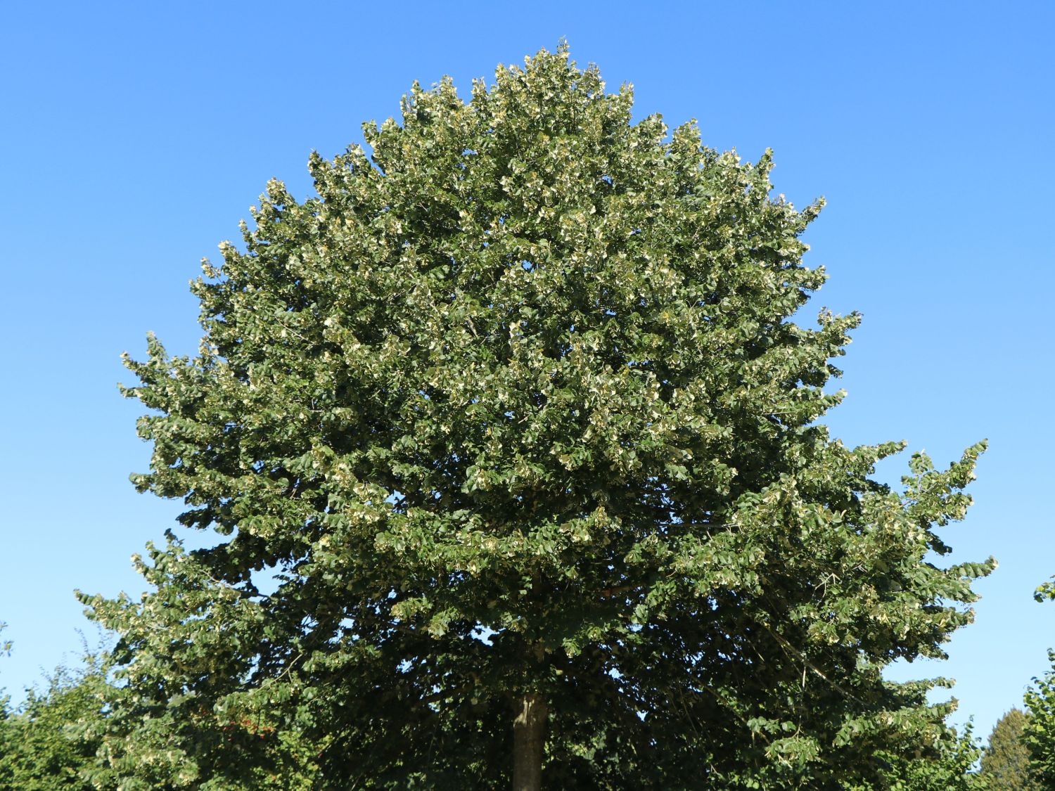 Silber-Linde - Tilia tomentosa - Baumschule Horstmann