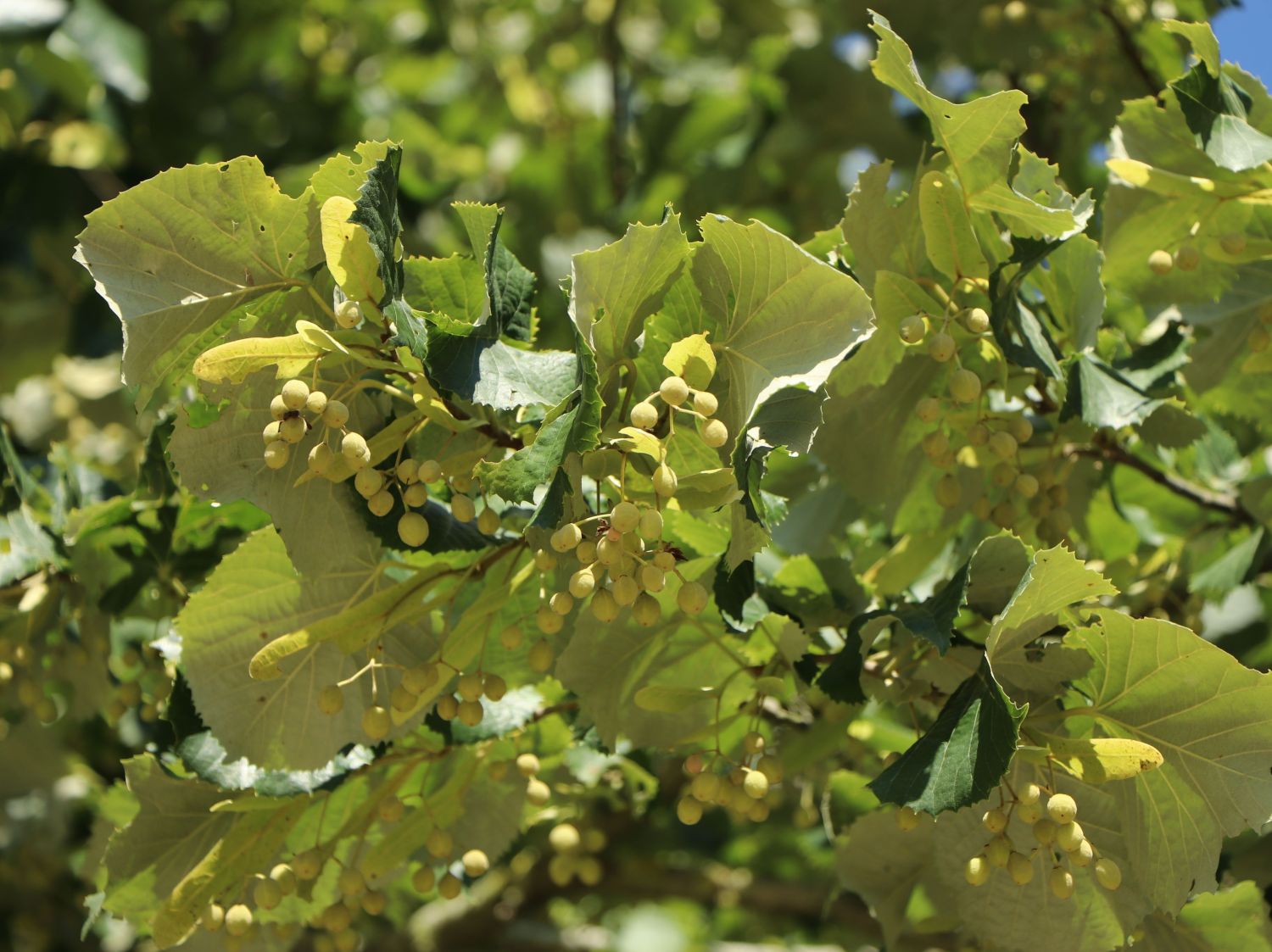Silber-Linde - Tilia tomentosa - Baumschule Horstmann