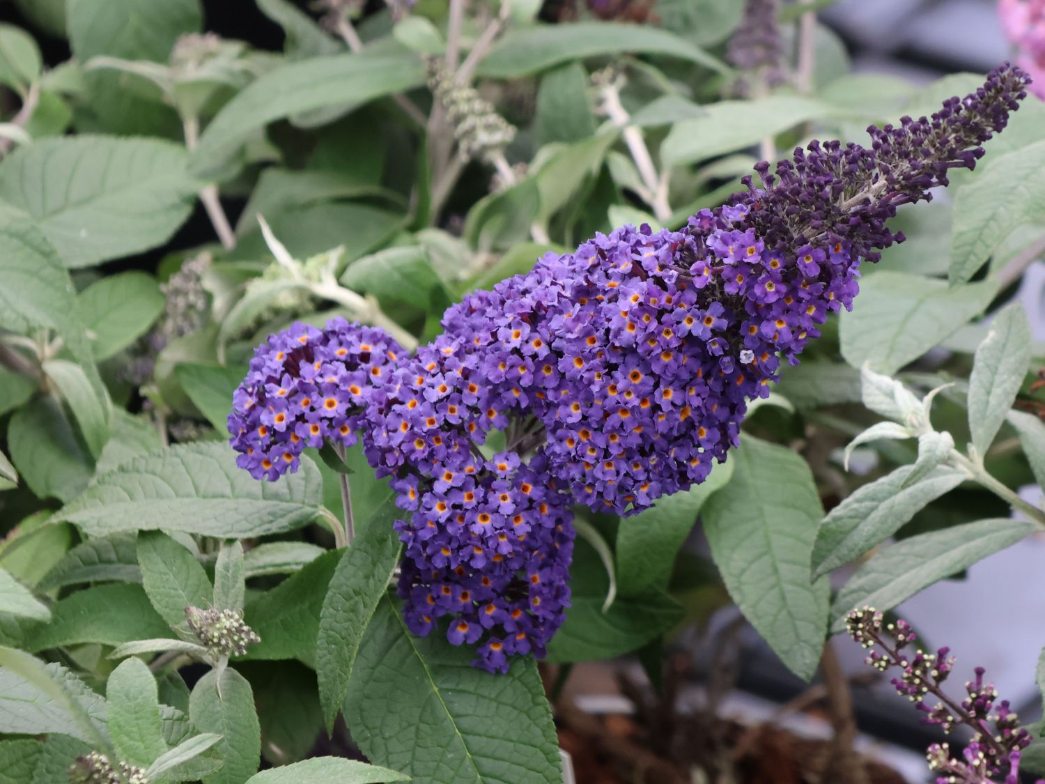 Schmetterlingsflieder / Sommerflieder 'Rocketstar ® Indigo' - Buddleja ...