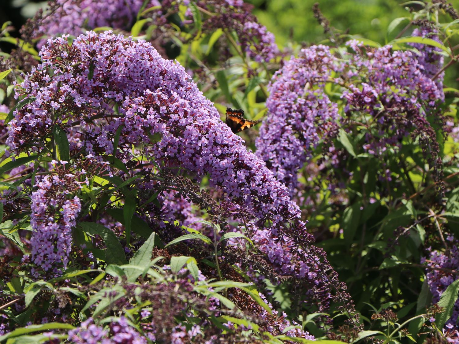 Sommerflieder / Schmetterlingsstrauch 'Wisteria Lane' - Buddleja ...