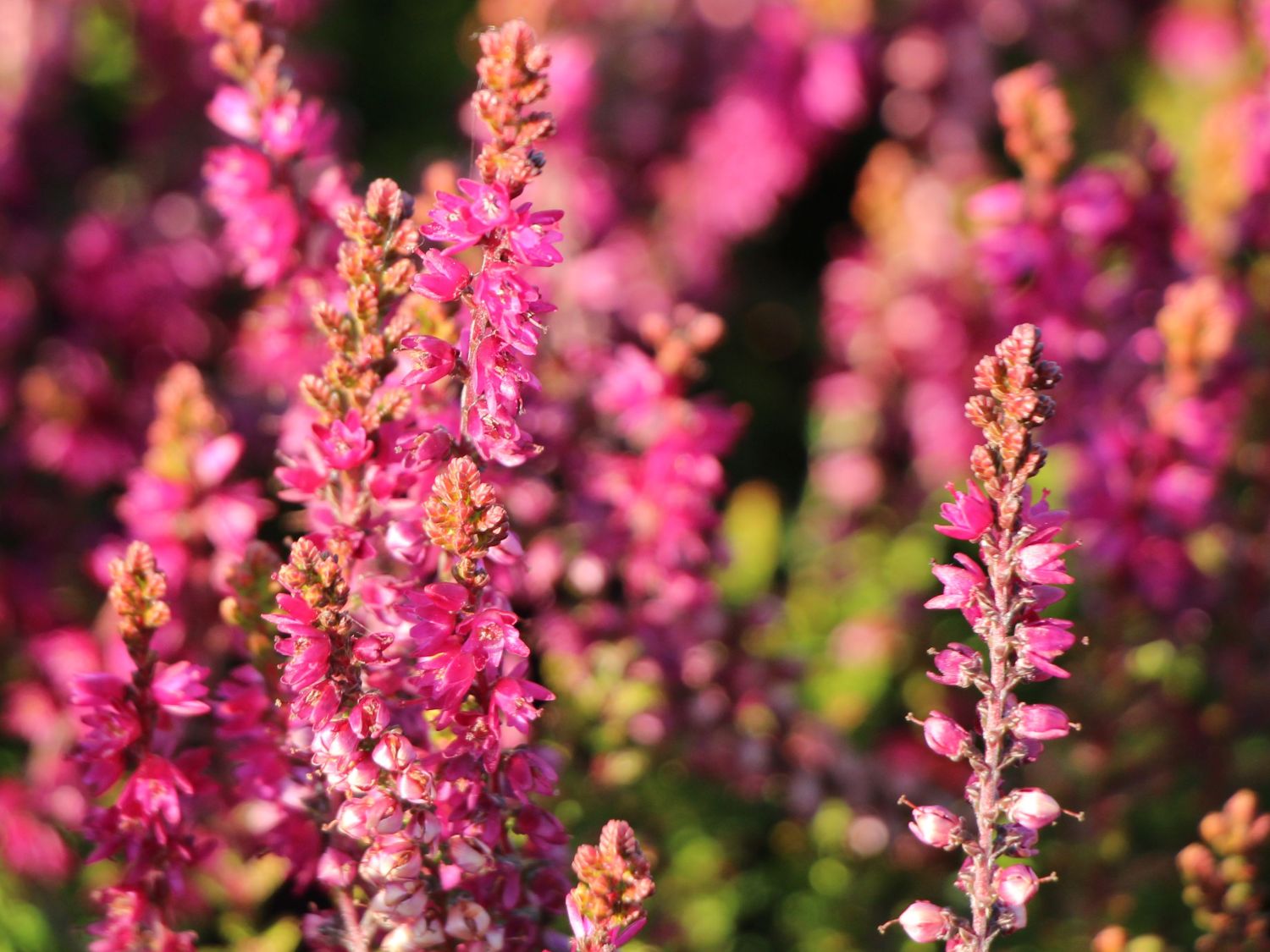 Sommerheide / Besenheide 'Con Brio' - Calluna vulgaris 'Con Brio ...