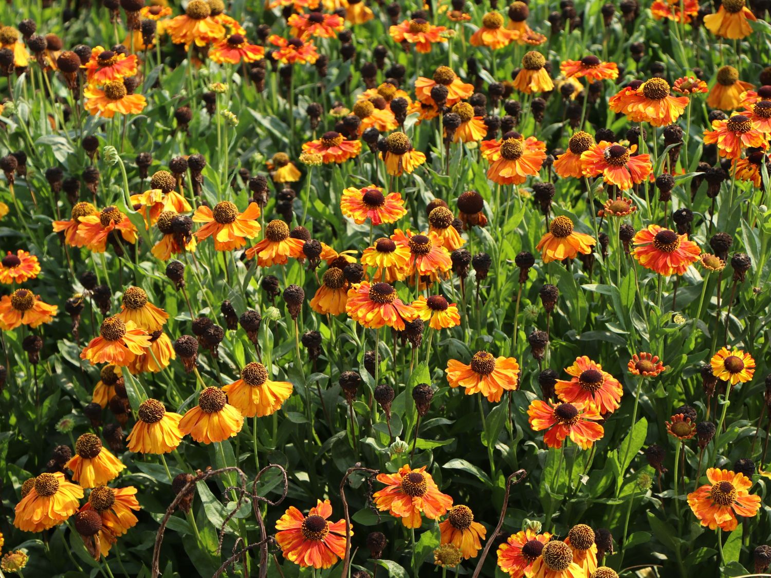 Sonnenbraut 'Sahin's Early Flowerer' ® für Deinen Garten!
