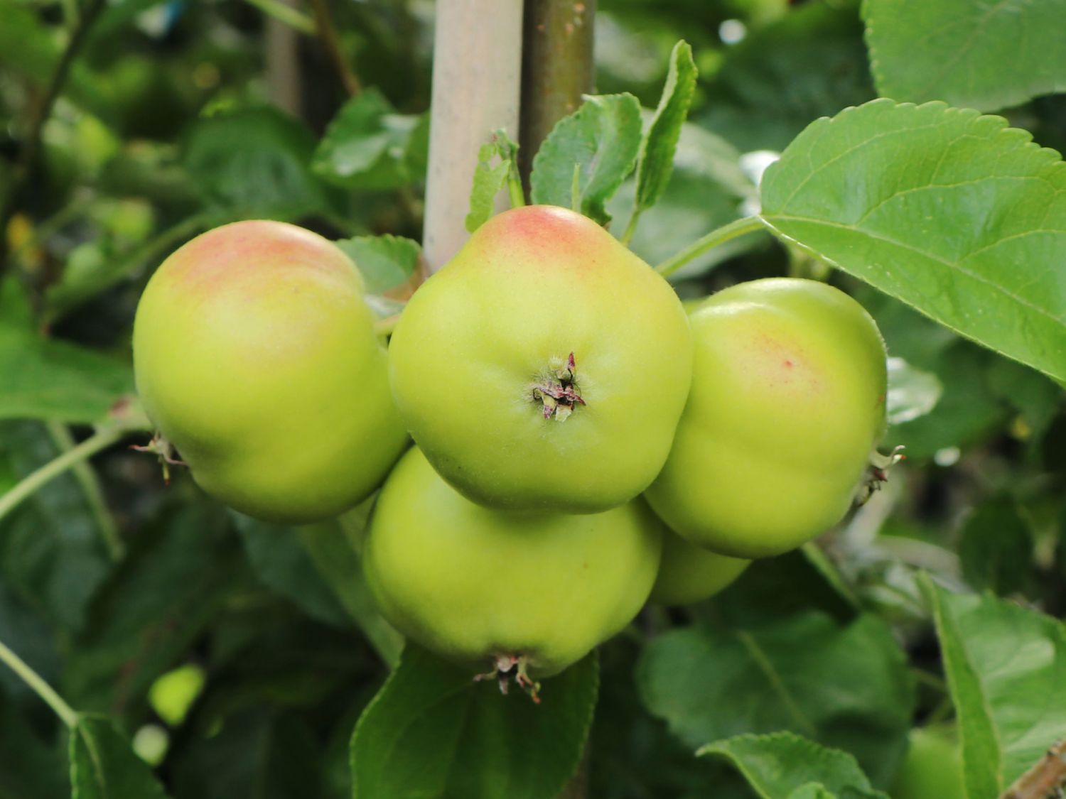 Stern-Apfel 'Apistar' ® - Malus domestica 'Apistar' ® - Baumschule ...