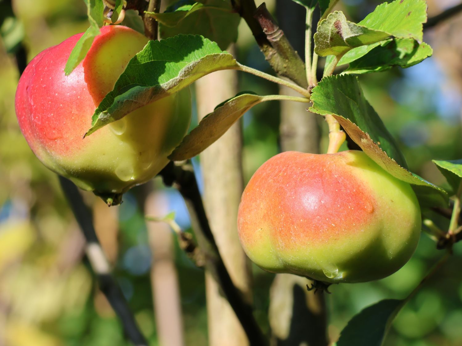 Stern-Apfel 'Apistar' ® - Malus domestica 'Apistar' ® - Baumschule ...