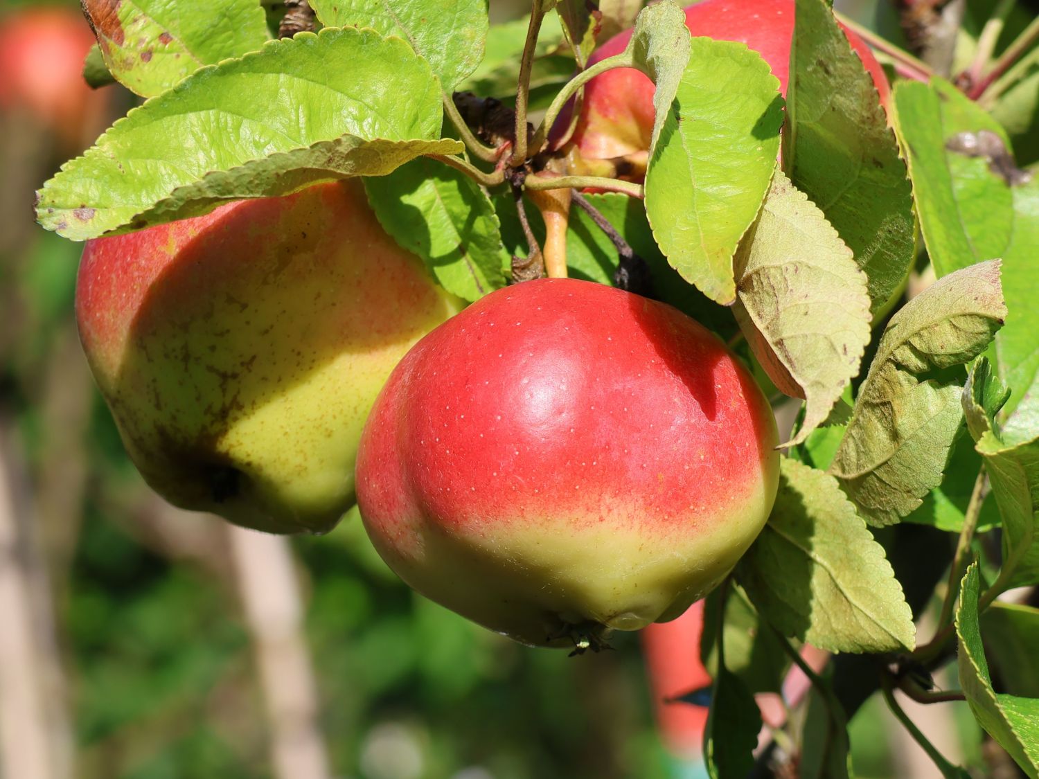 Stern-Apfel 'Apistar' ® - Malus domestica 'Apistar' ® - Baumschule ...