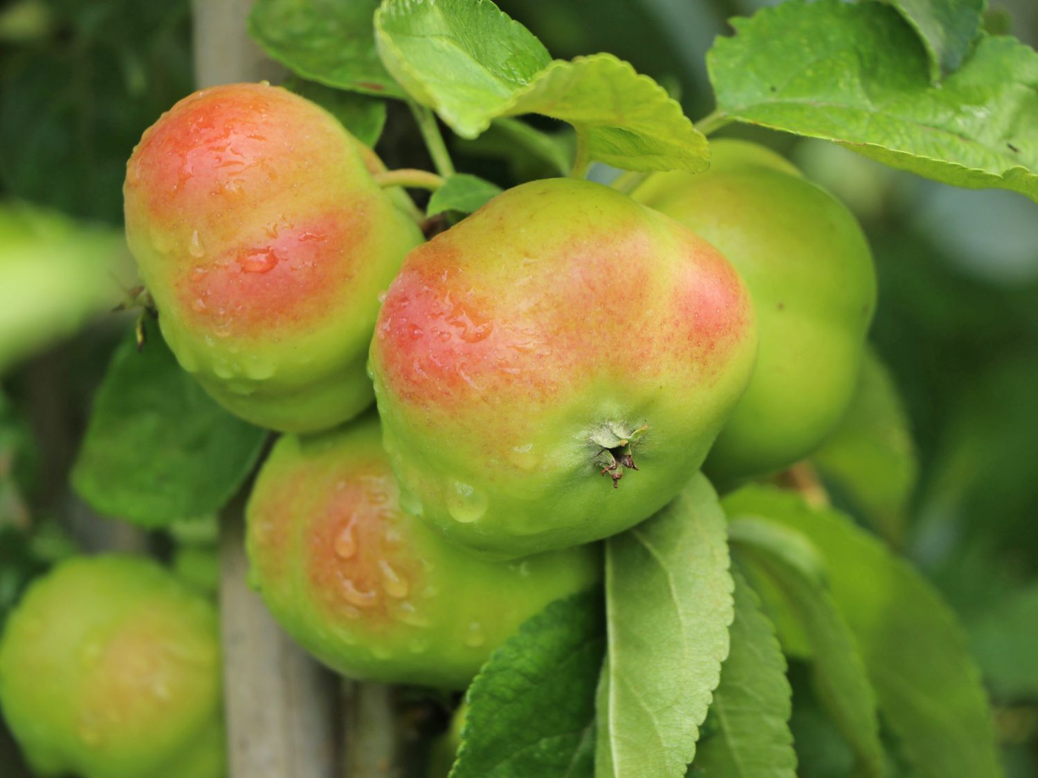 Stern-Apfel 'Apistar' ® - Malus domestica 'Apistar' ® - Baumschule ...