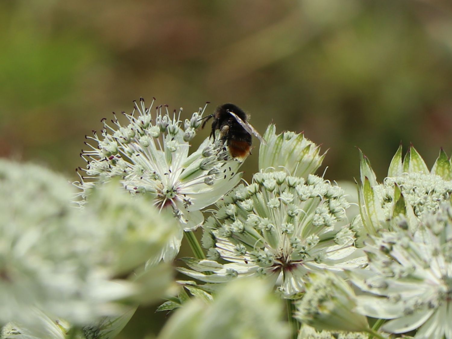 Sterndolde 'Margery Fish' - Schönste Stauden & Expertenwissen