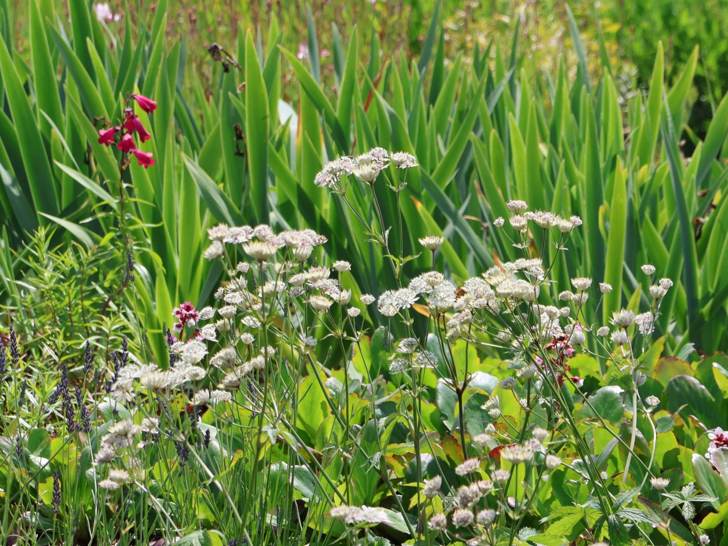Sterndolde 'Margery Fish' - Schönste Stauden & Expertenwissen