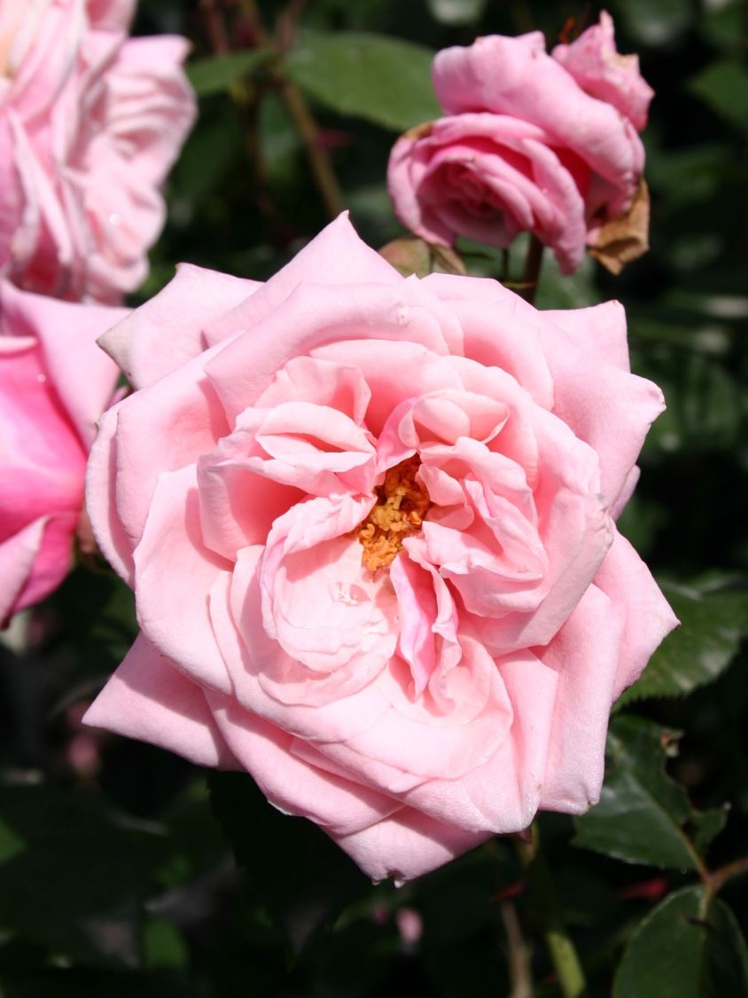Strauchrose 'Blossomtime' - Alles erfahren über Blüte, Duft & Co.