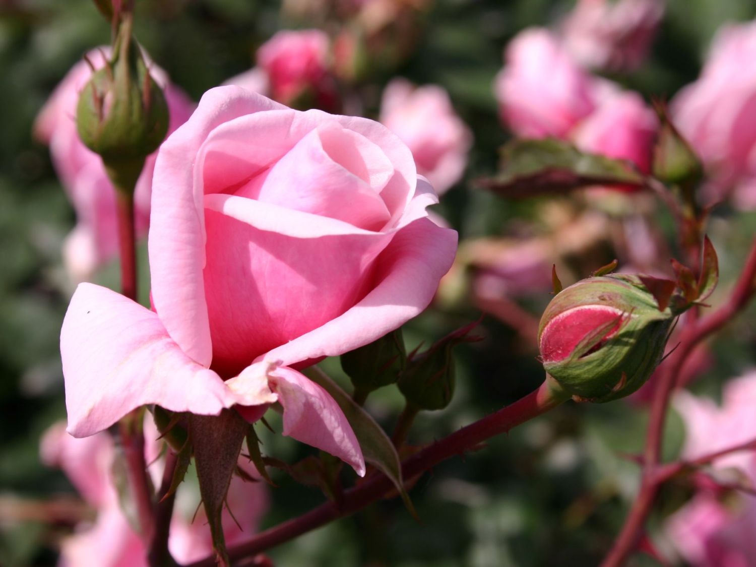 Strauchrose 'Blossomtime' - Alles erfahren über Blüte, Duft & Co.