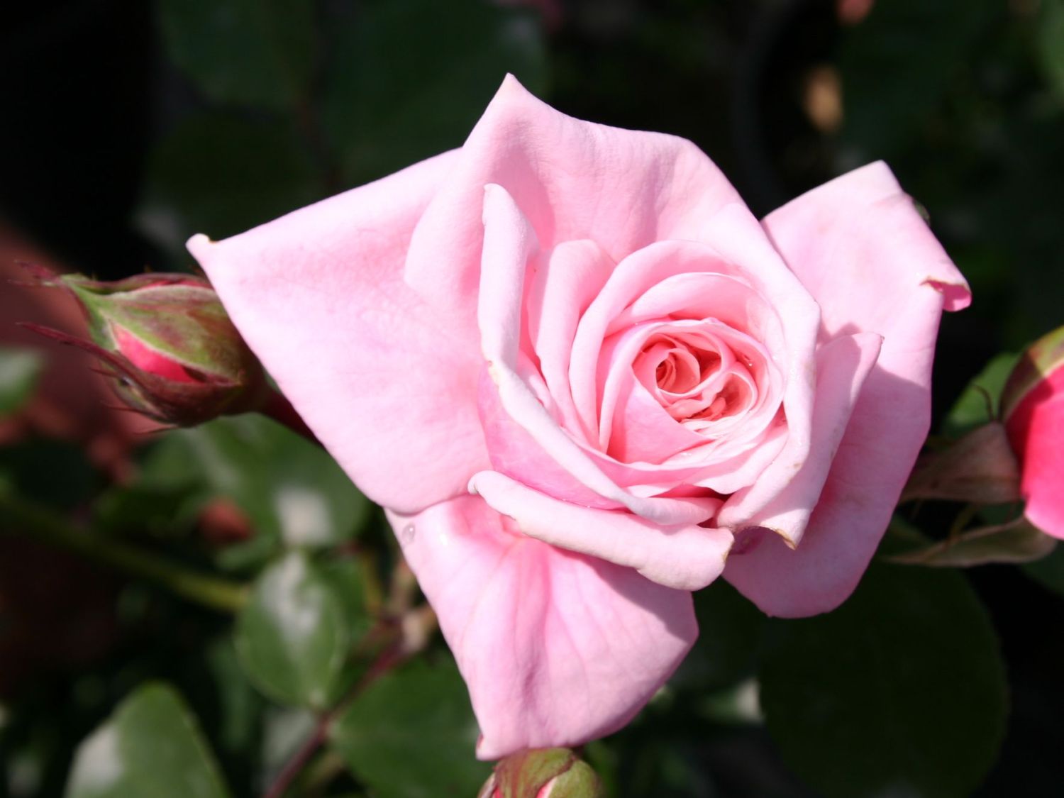 Strauchrose 'Blossomtime' - Alles erfahren über Blüte, Duft & Co.