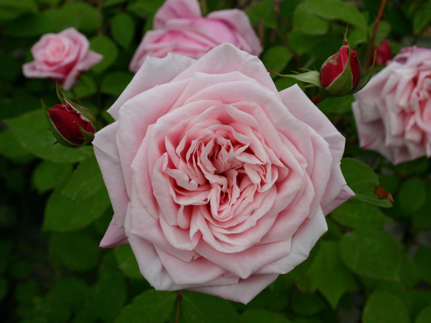 Strauchrose 'Blossomtime' - Alles erfahren über Blüte, Duft & Co.