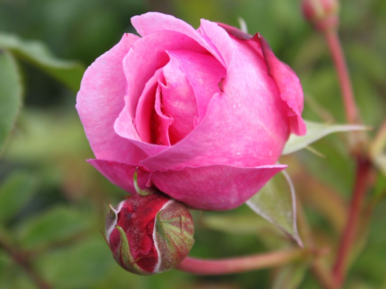 Strauchrose 'Flashlight' ® - Schönste Rosen & Expertenwissen